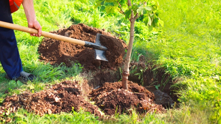 When and How Much to Water Newly-Planted Trees: 5 Watering Tips