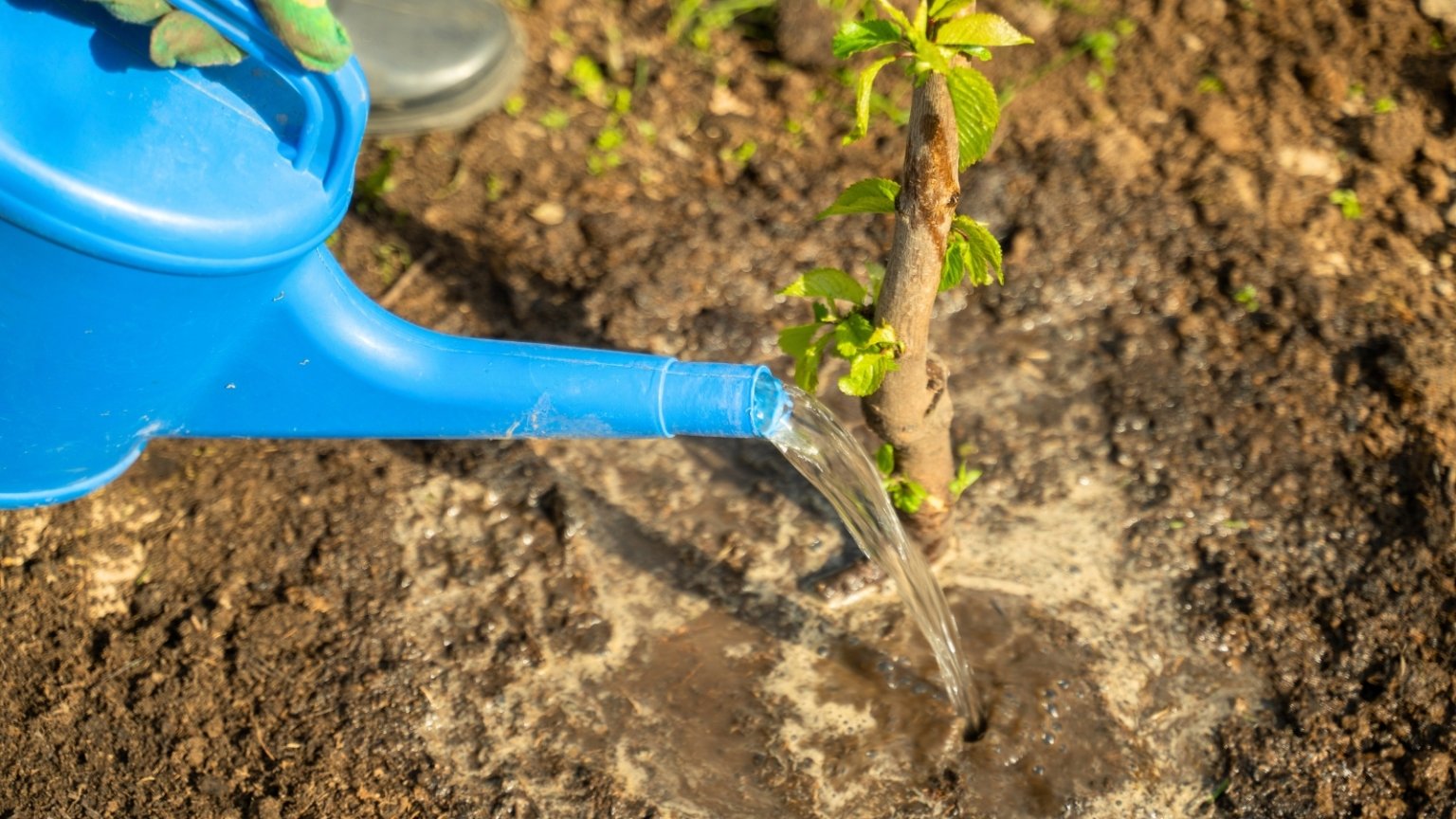 When and How Much to Water Newly-Planted Trees: 5 Watering Tips