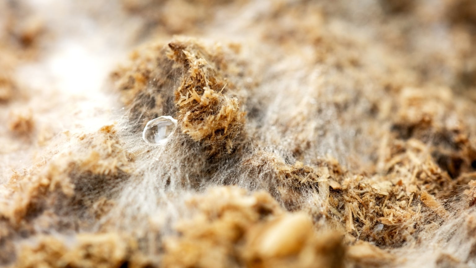 Mushroom Compost: What It Is, What It Does, And How To Make It - Epic ...