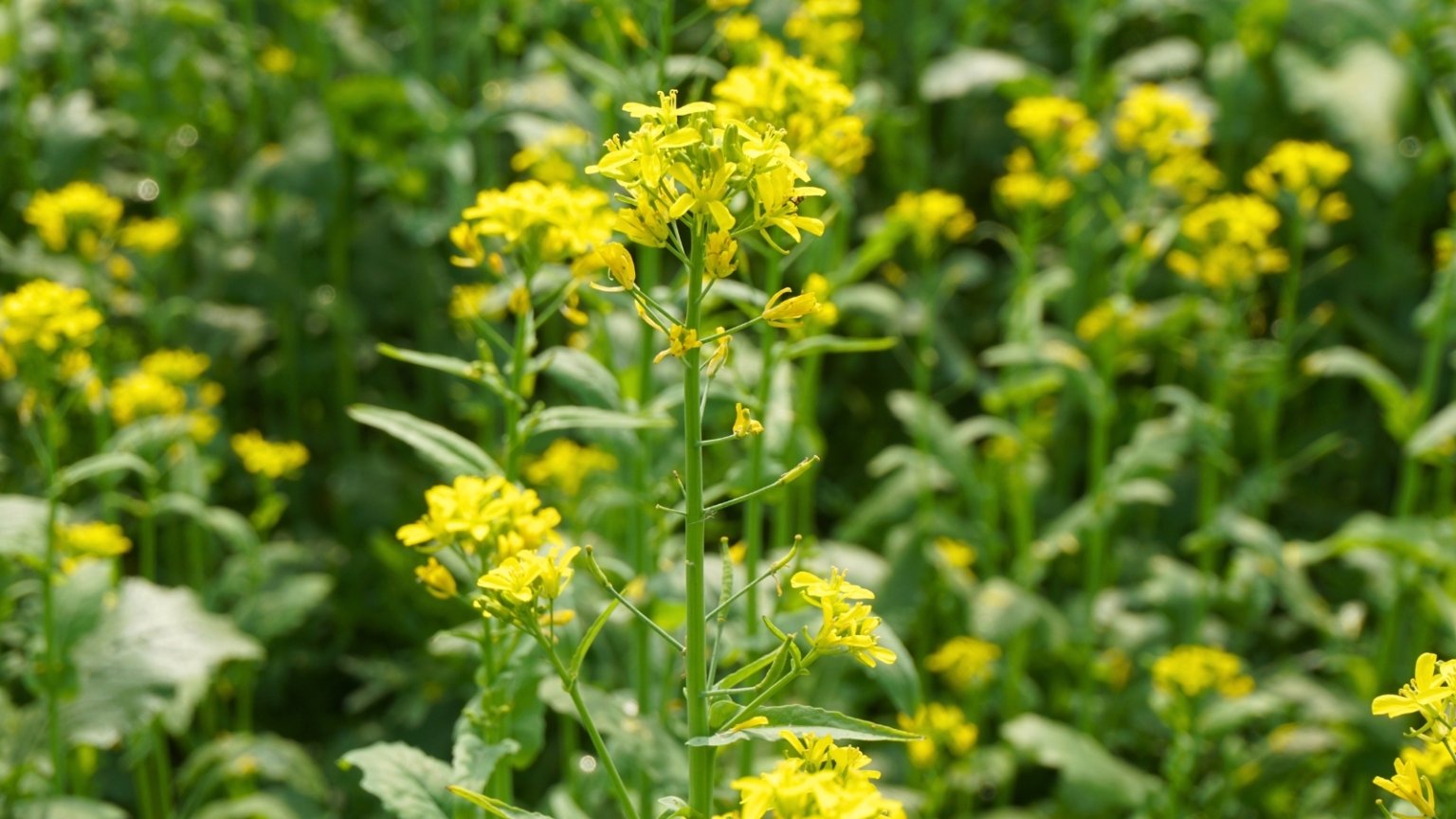 13 Tips to Prepare Your Soil Before Spring Planting