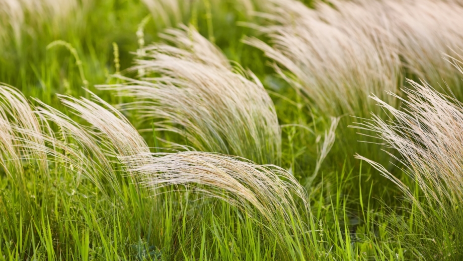 15 Evergreen Grasses for Your Landscape