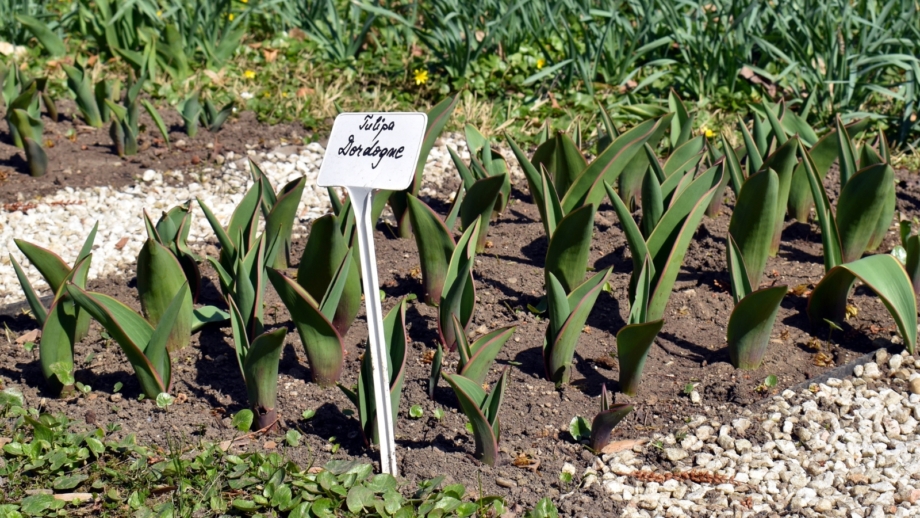 How to Plant Potted Tulips In the Ground: 11 Tips for Success - Epic ...