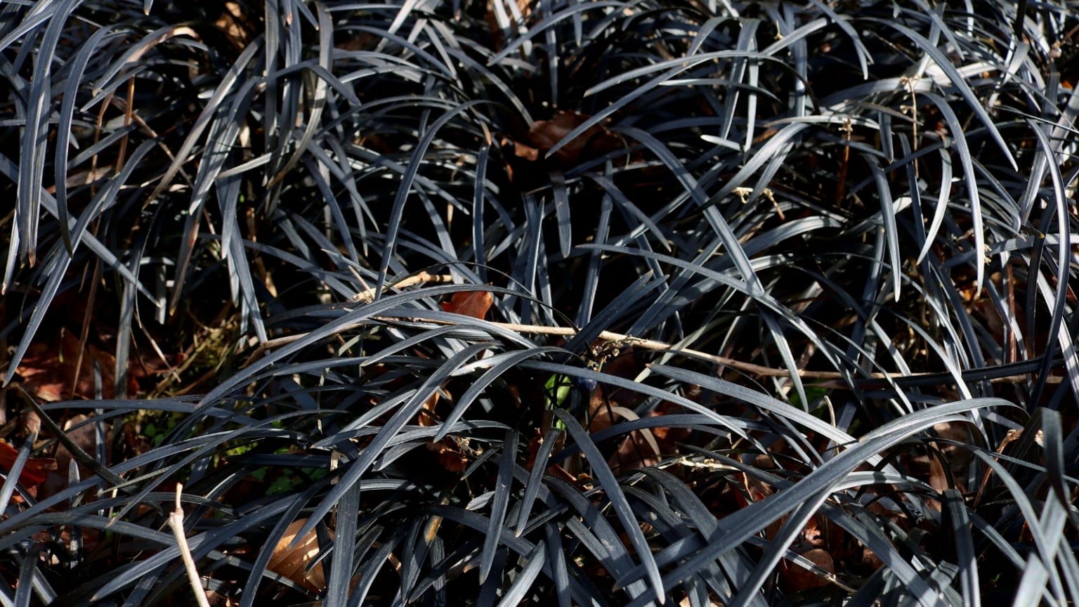 15 Evergreen Grasses for Your Landscape