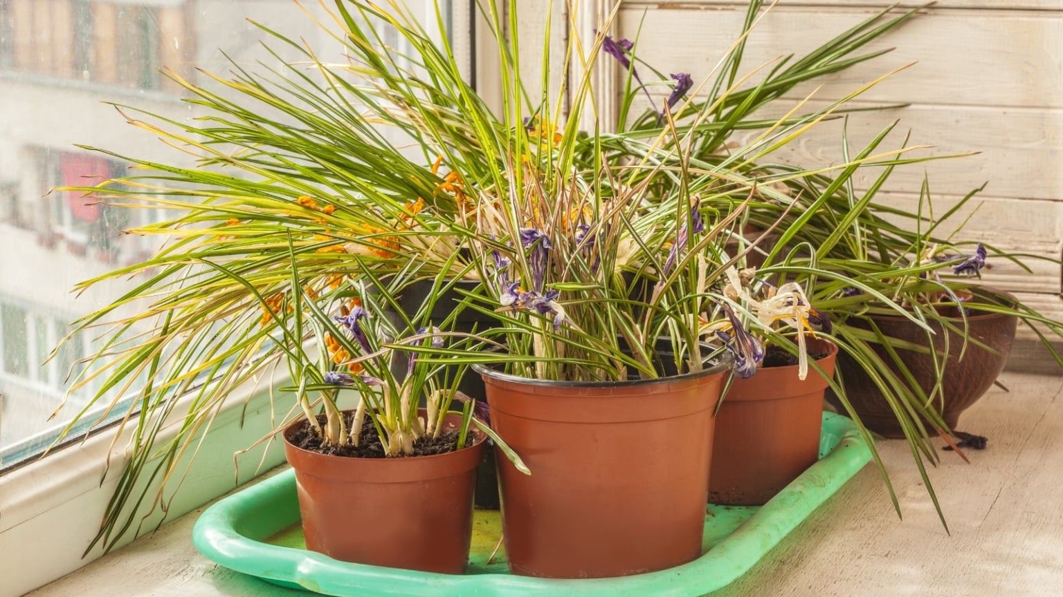 What to Do With Indoor Flowering Bulbs After They Bloom
