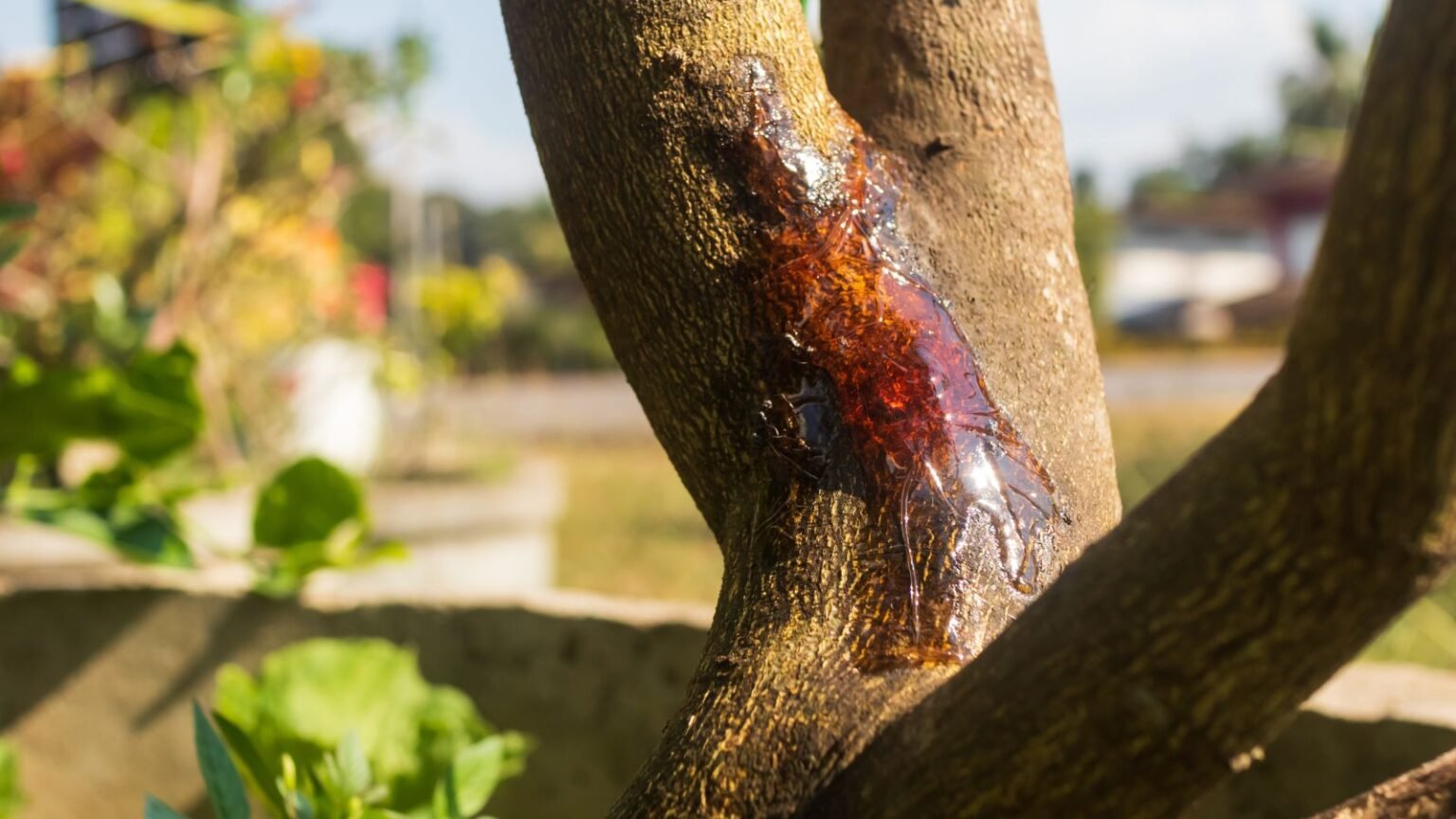 7 Lemon Tree Diseases: Causes and Cures