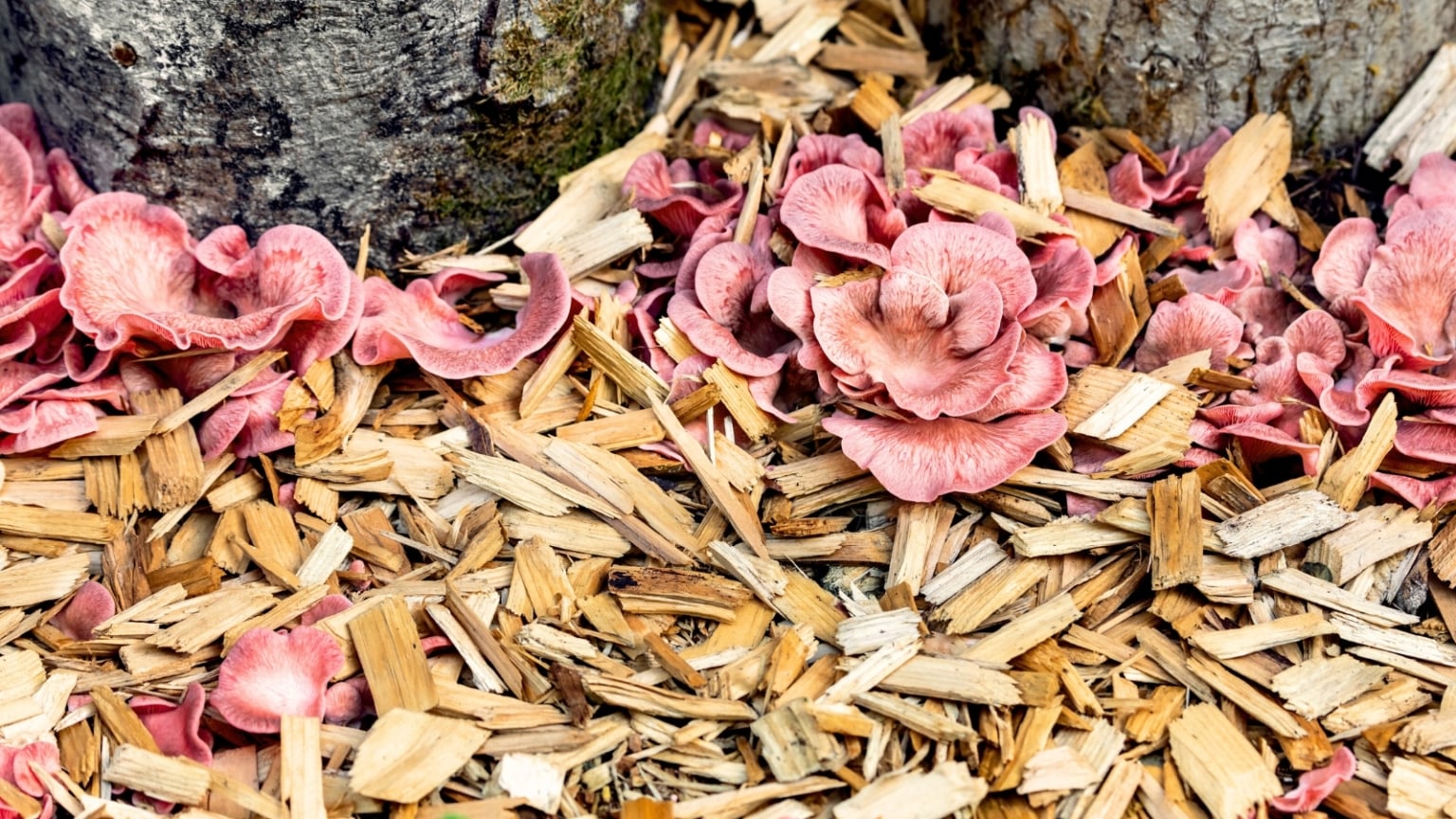 A Comprehensive Guide to Growing Mushrooms in Raised Beds