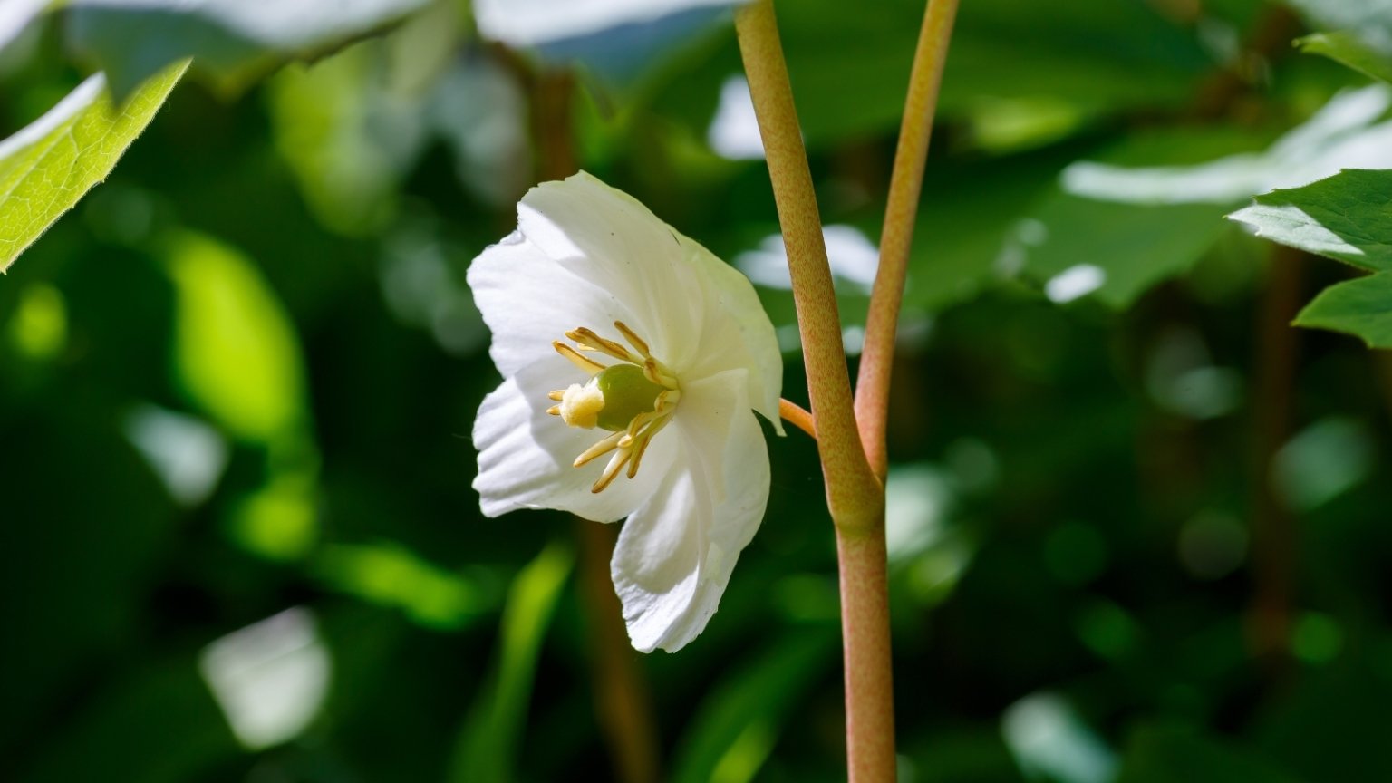 17 Spring Ephemeral Wildflowers Native to the Northeast