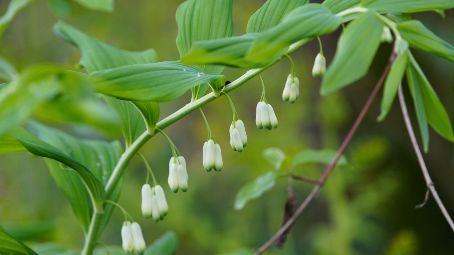 17 Spring Ephemeral Wildflowers Native to the Northeast
