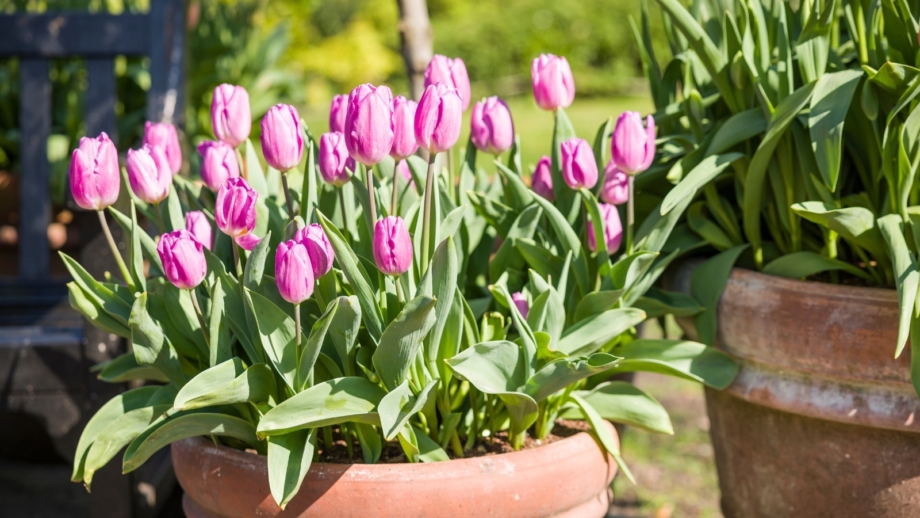 How to Plant Potted Tulips In the Ground: 11 Tips for Success - Epic ...