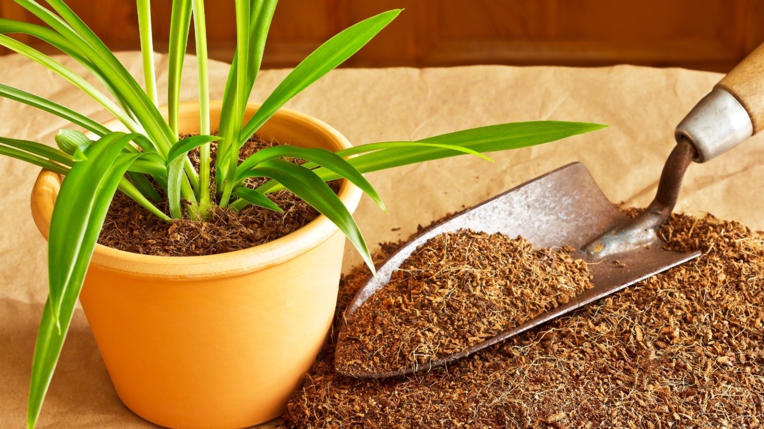 How To Use Coconut Coir: 13 Expert Tips - Epic Gardening