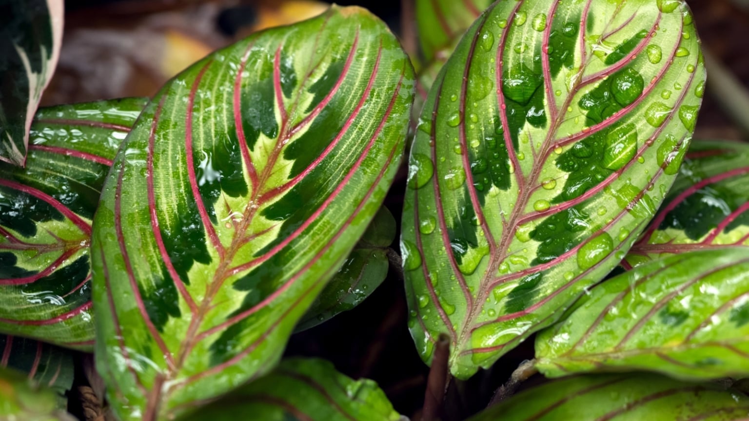 5 Prayer Plant Watering Tips For Healthy Growth