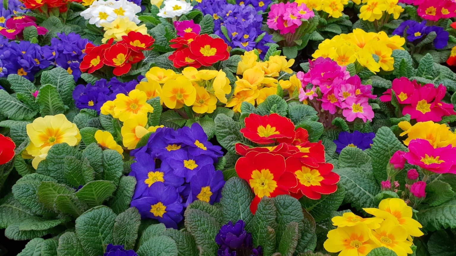 13 Primrose Varieties to Grow This Season