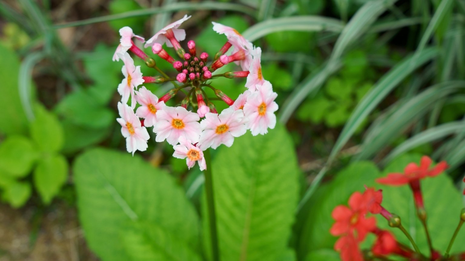 13 Primrose Varieties to Grow This Season