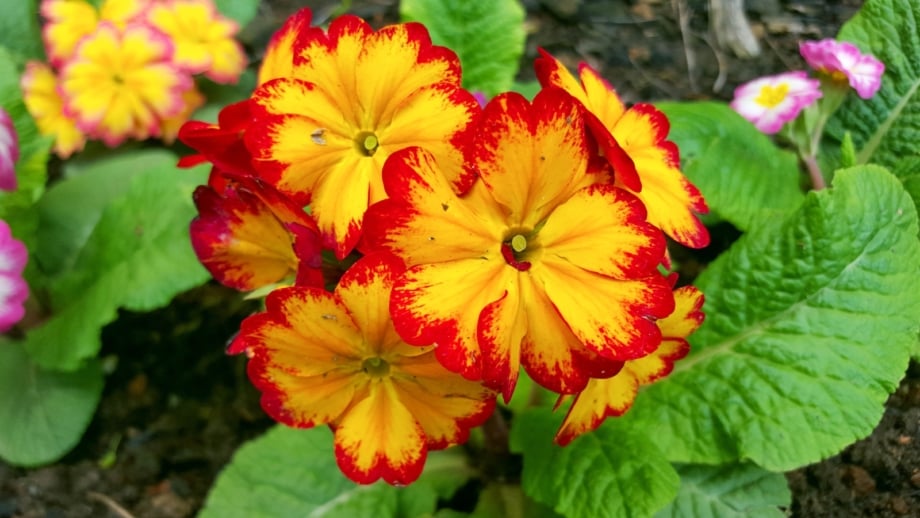 13 Primrose Varieties to Grow This Season