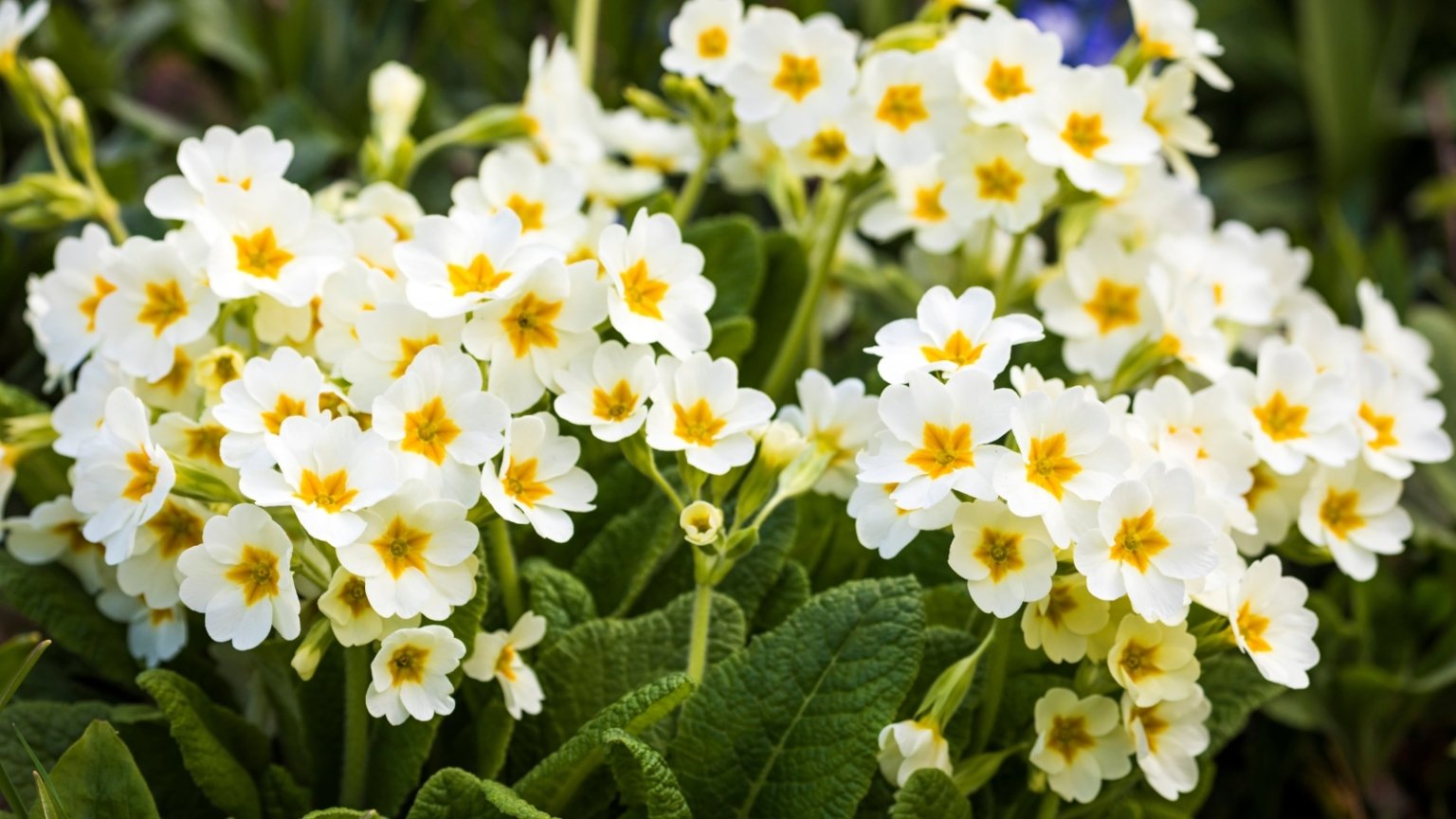 13 Primrose Varieties to Grow This Season
