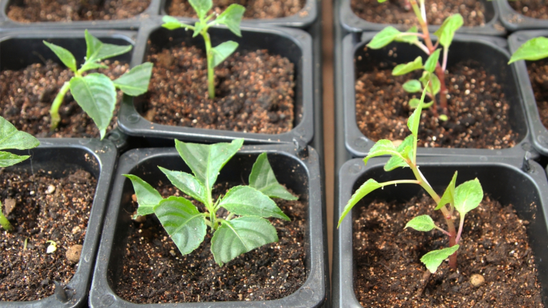 How to Plant, Grow, and Care for Garden Balsam