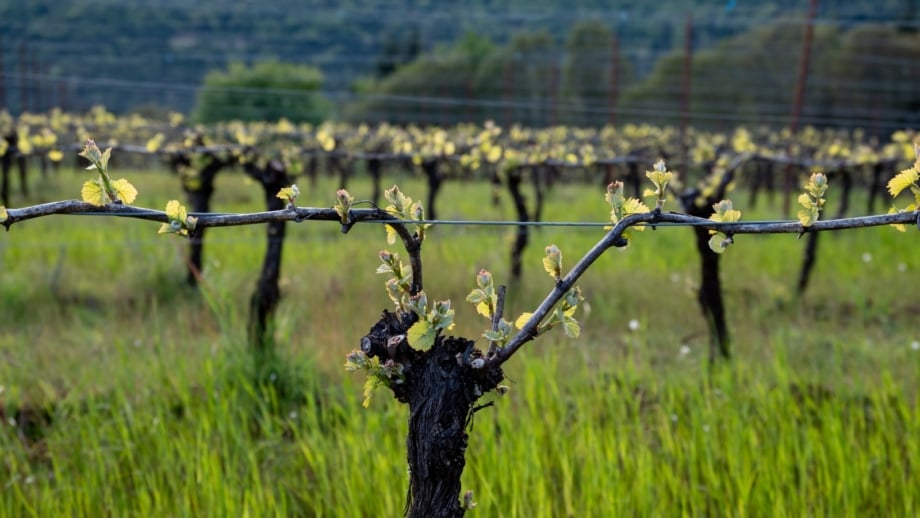How and When to Prune Grapevines for Healthy New Growth