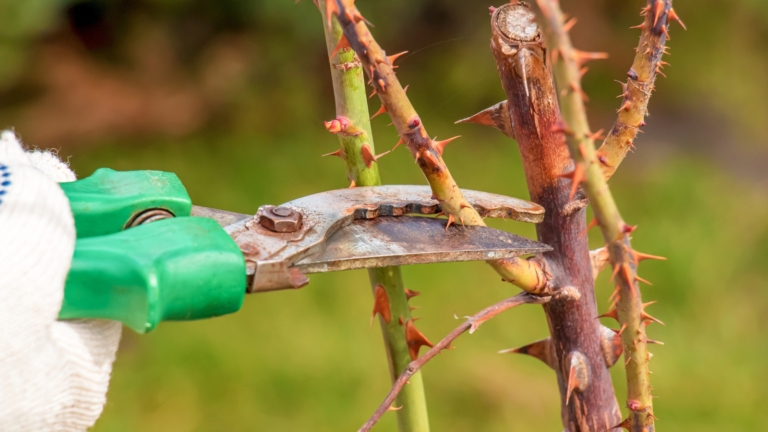 When and How to Remove Winter Protection From Your Roses