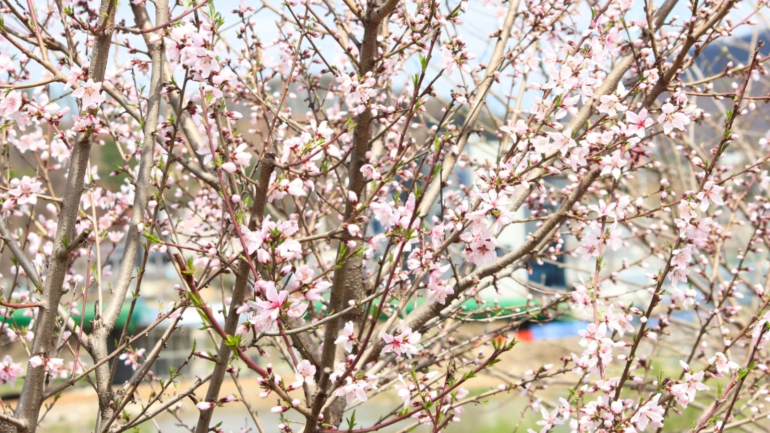 How to Plant, Grow, and Care for Nanking Cherry Bushes