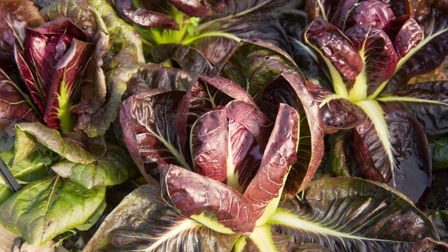 13 Vegetables to Plant in February