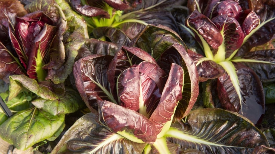 13 Vegetables to Plant in February