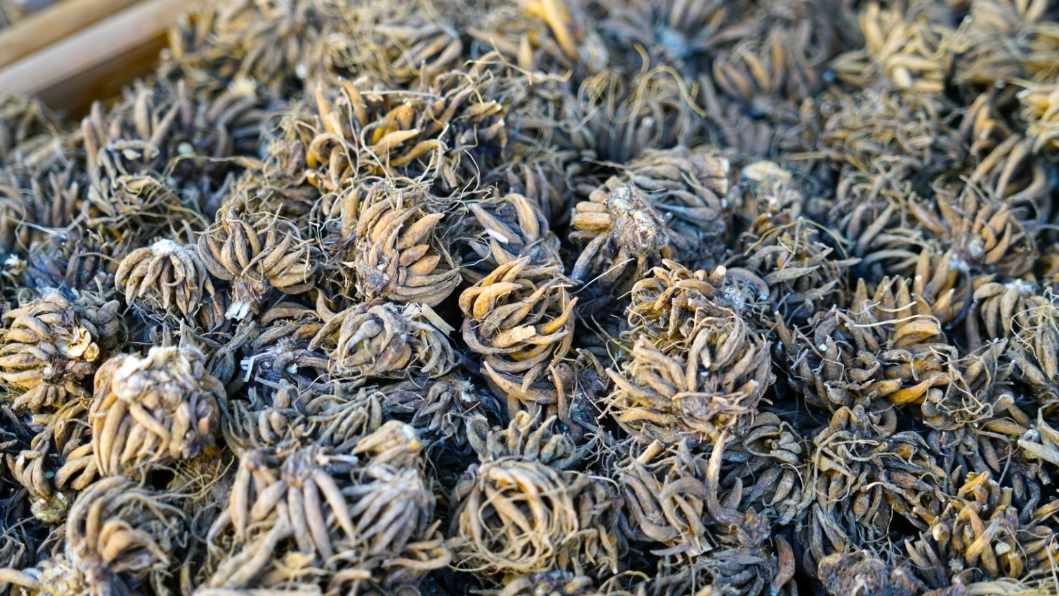 Growing Ranunculus From Corms: 9 Pro Tips and Tricks