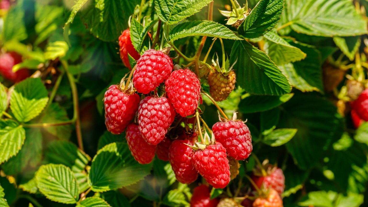 How to Grow Raspberries In Containers