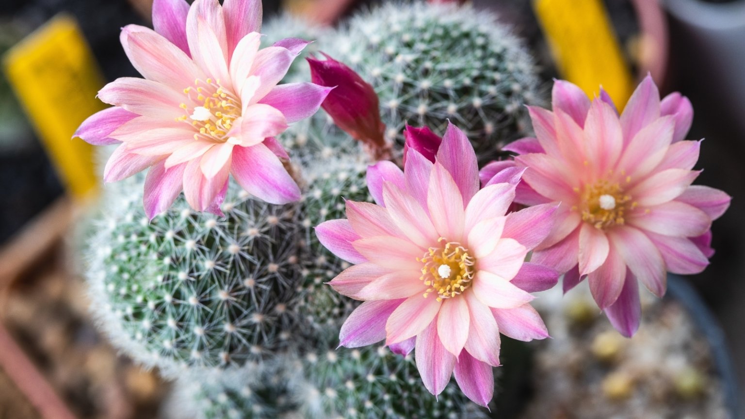 13 Cactus Plants With Pink Flowers
