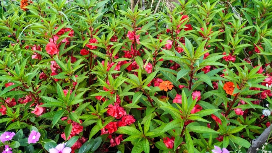 How to Plant, Grow, and Care for Garden Balsam