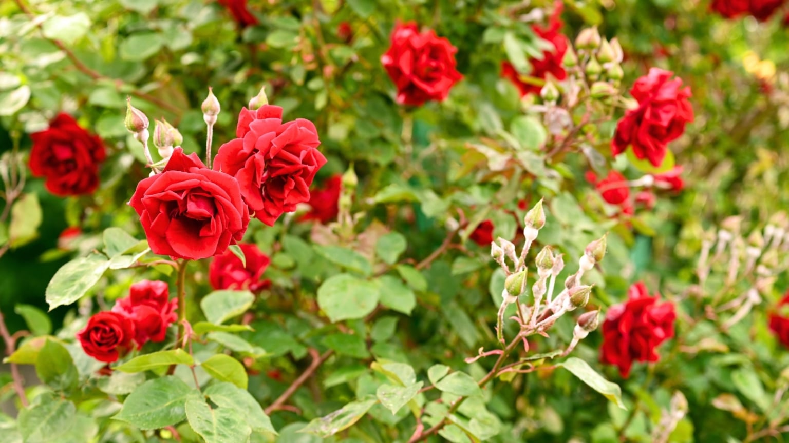 Bare-Root Rose Growth: When Will They Bloom?