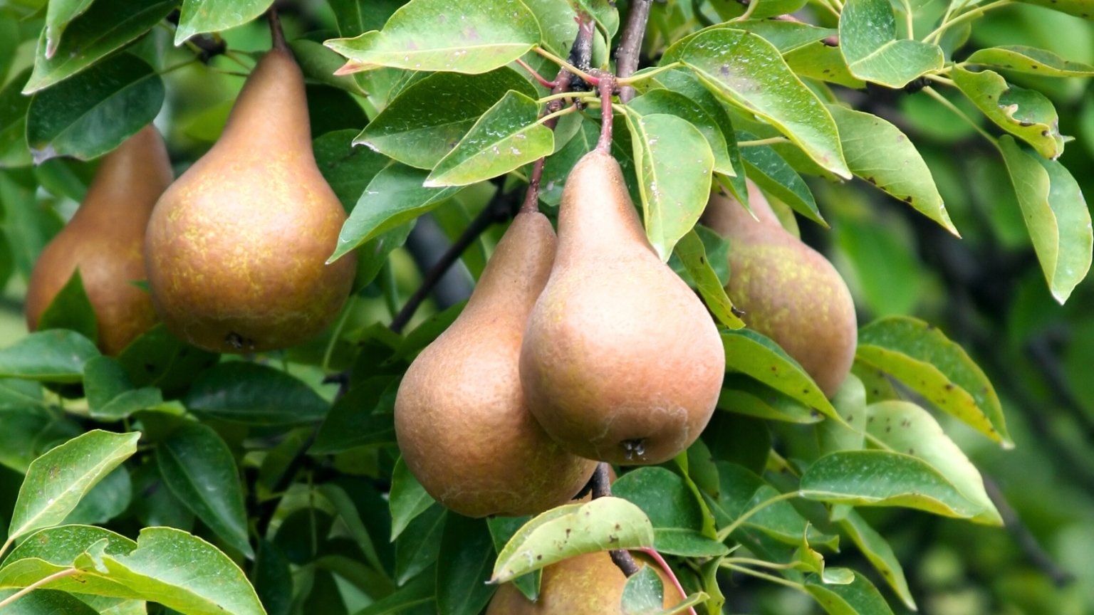 How to Plant, Grow, and Care for Bosc Pear Trees
