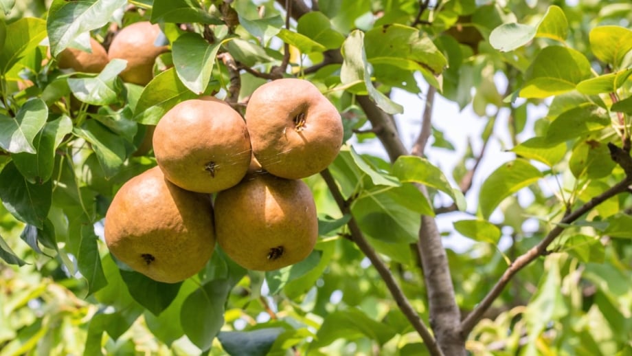 How to Plant, Grow, and Care for Bosc Pear Trees