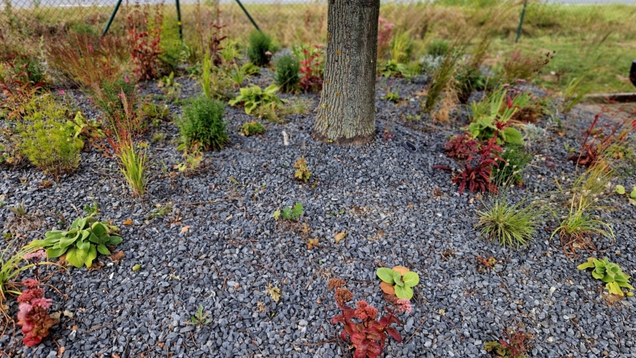 10 Benefits and Drawbacks of Gravel Mulch