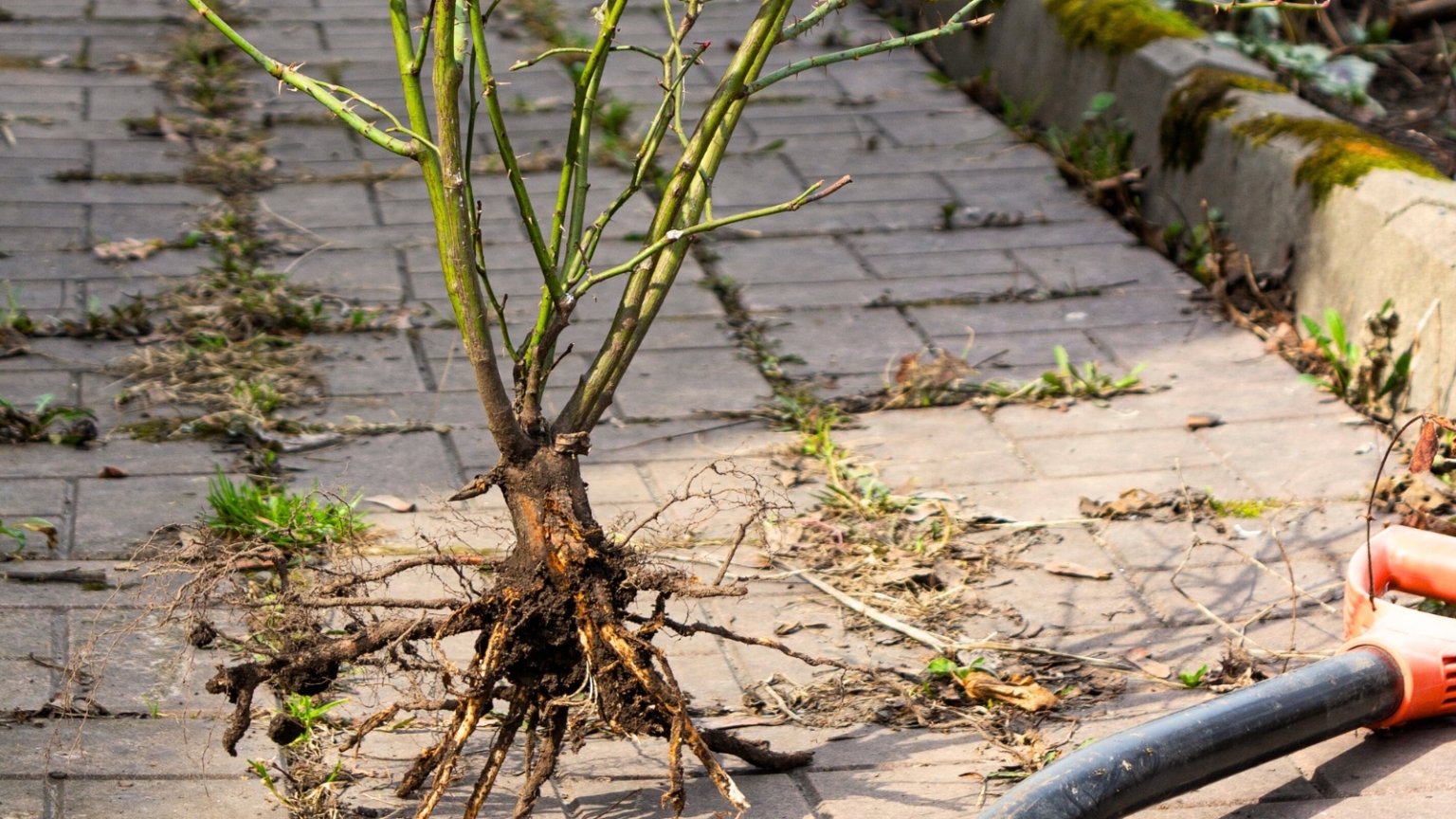 Bare-Root Rose Growth: When Will They Bloom?