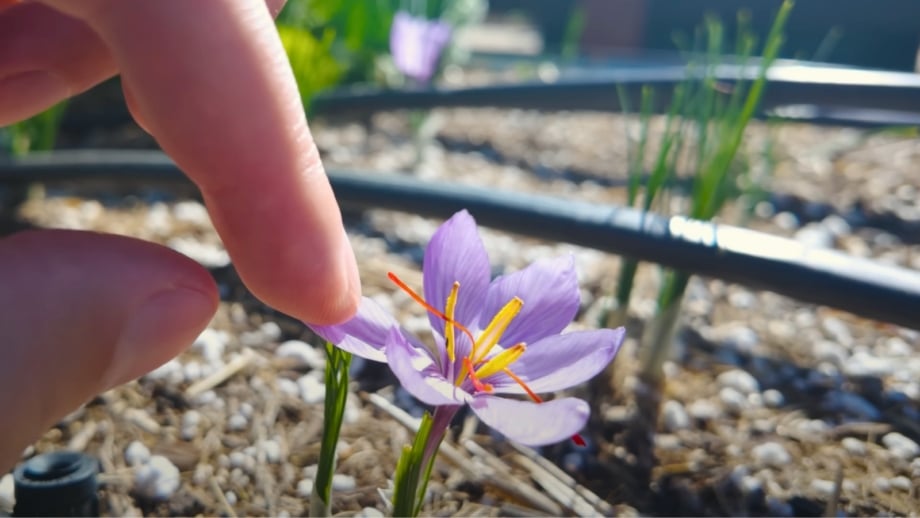 How To Plant, Grow, and Care for Saffron