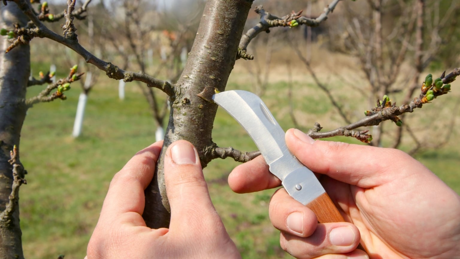 Are My Trees and Shrubs Dead or Dormant? 5 Ways to Tell