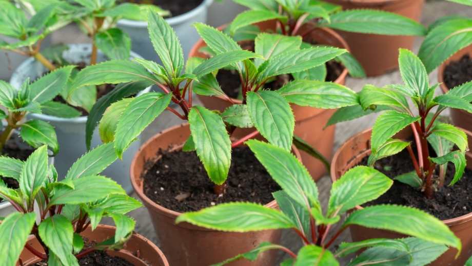How to Plant, Grow, and Care for Garden Balsam