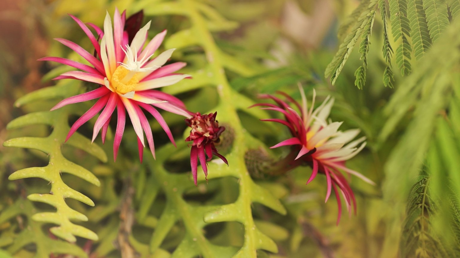 13 Cactus Plants With Pink Flowers