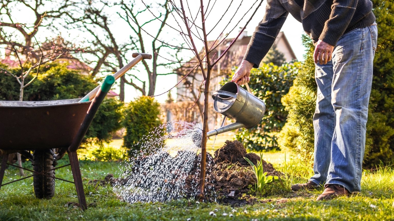 When and How Much to Water Newly-Planted Trees: 5 Watering Tips