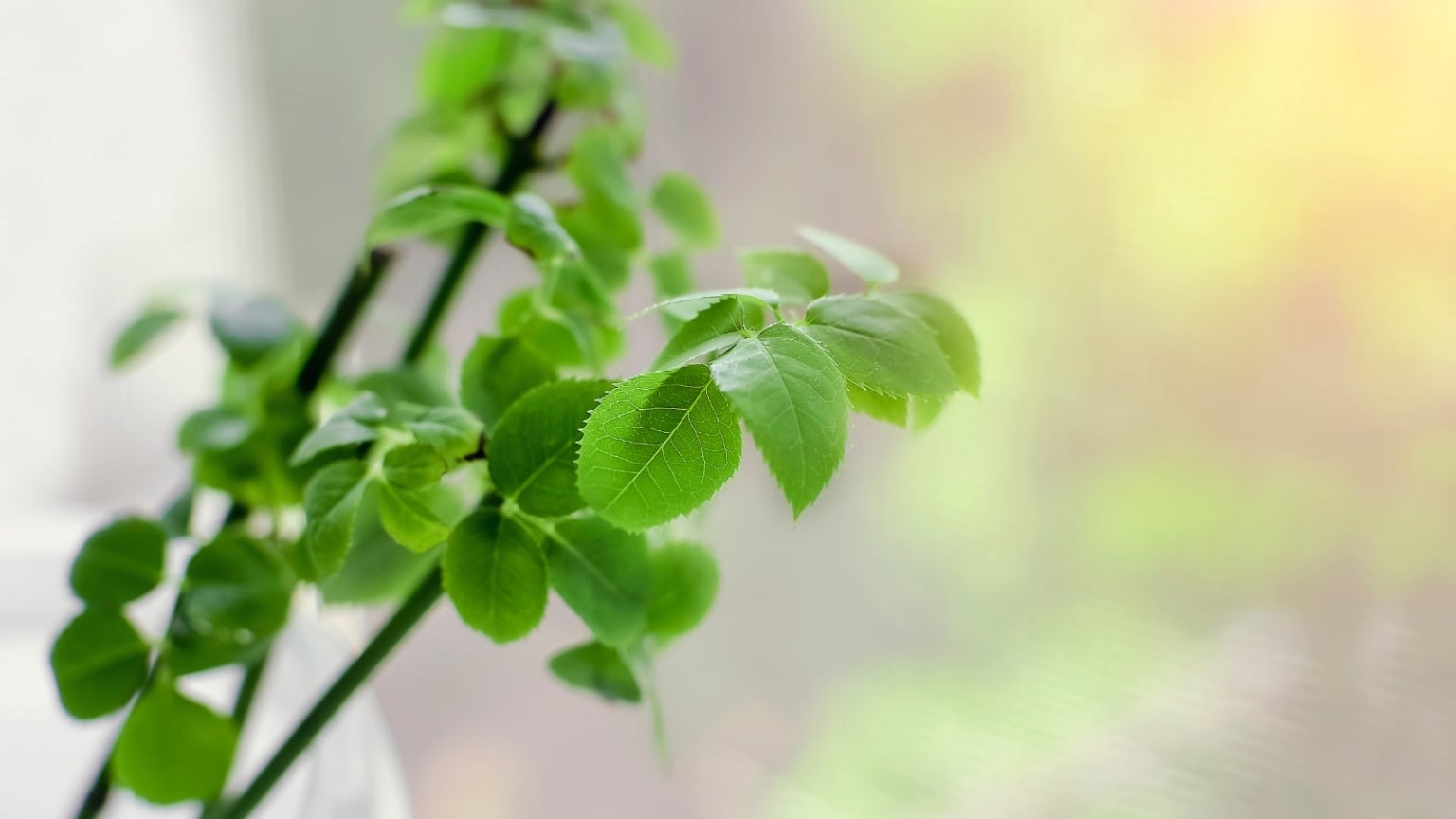 Can You Regrow Roses from Florist Bouquets?