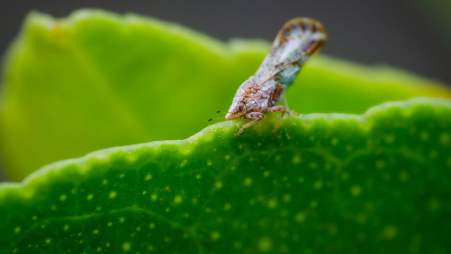 7 Lemon Tree Diseases: Causes and Cures