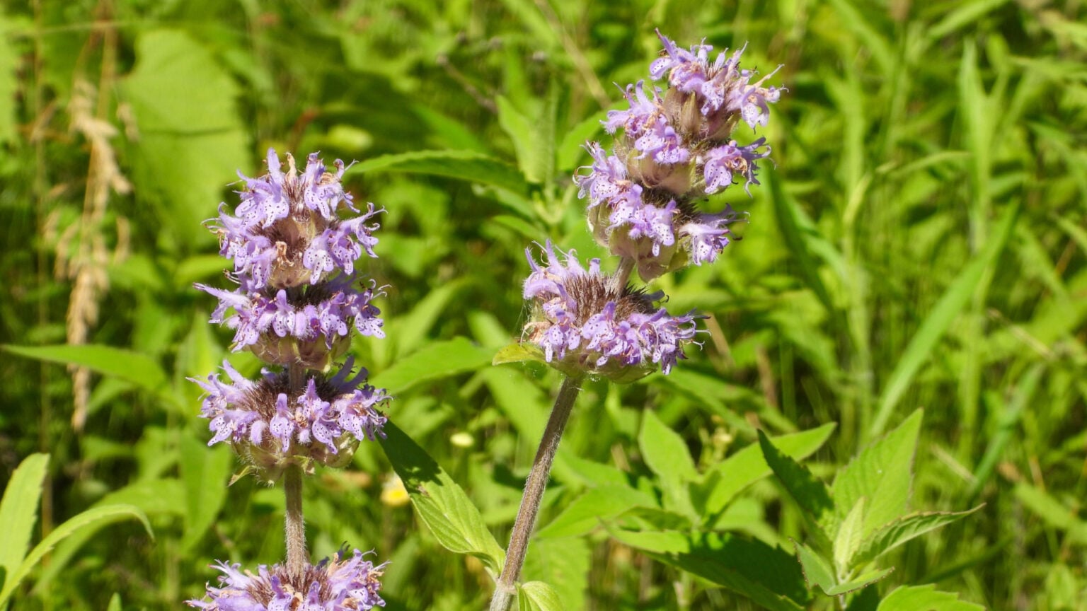 15 Short and Showy Native Plants for Home Gardens