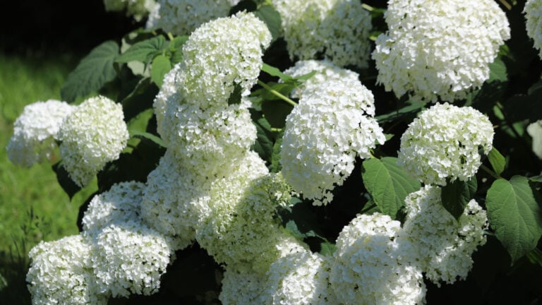 11 Trees and Shrubs You Should Prune in March