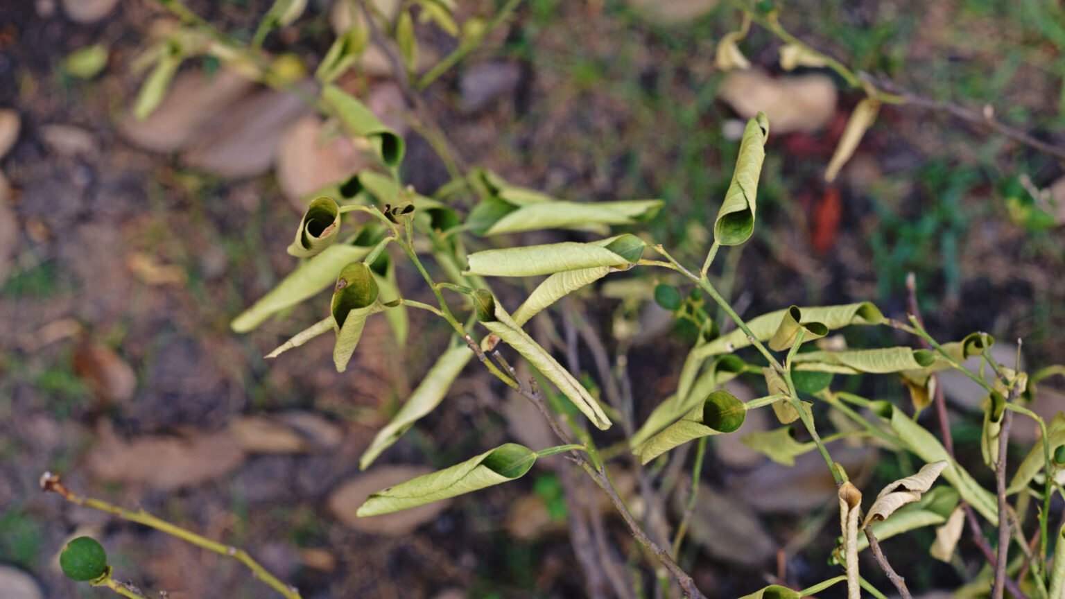 7 Lemon Tree Diseases: Causes and Cures