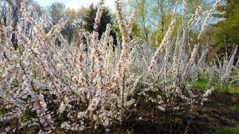 How to Plant, Grow, and Care for Nanking Cherry Bushes