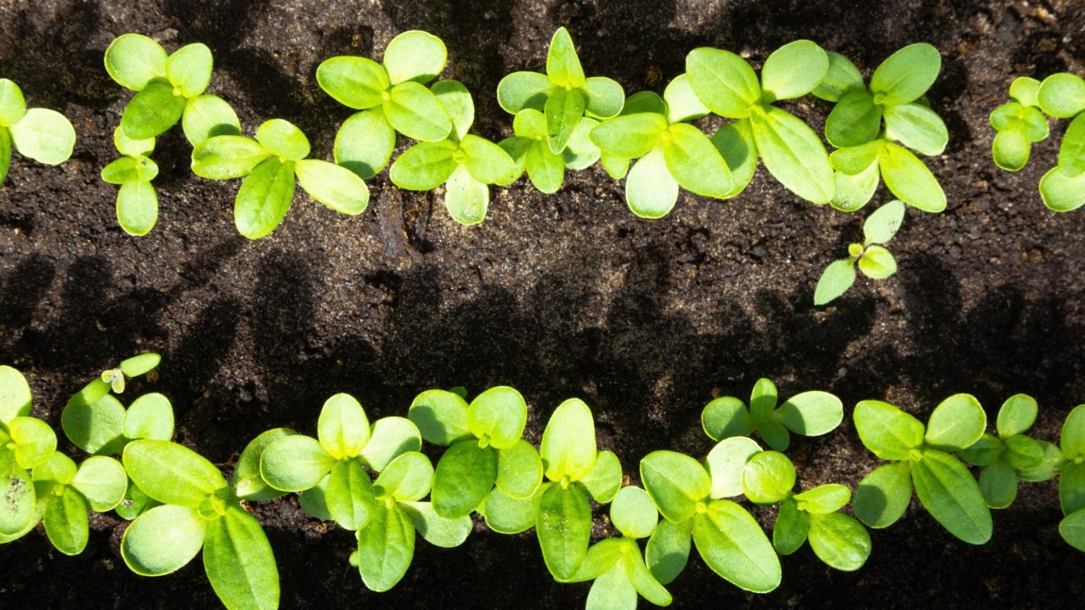 How to Grow Zinnias from Seed: A Beginner's Guide