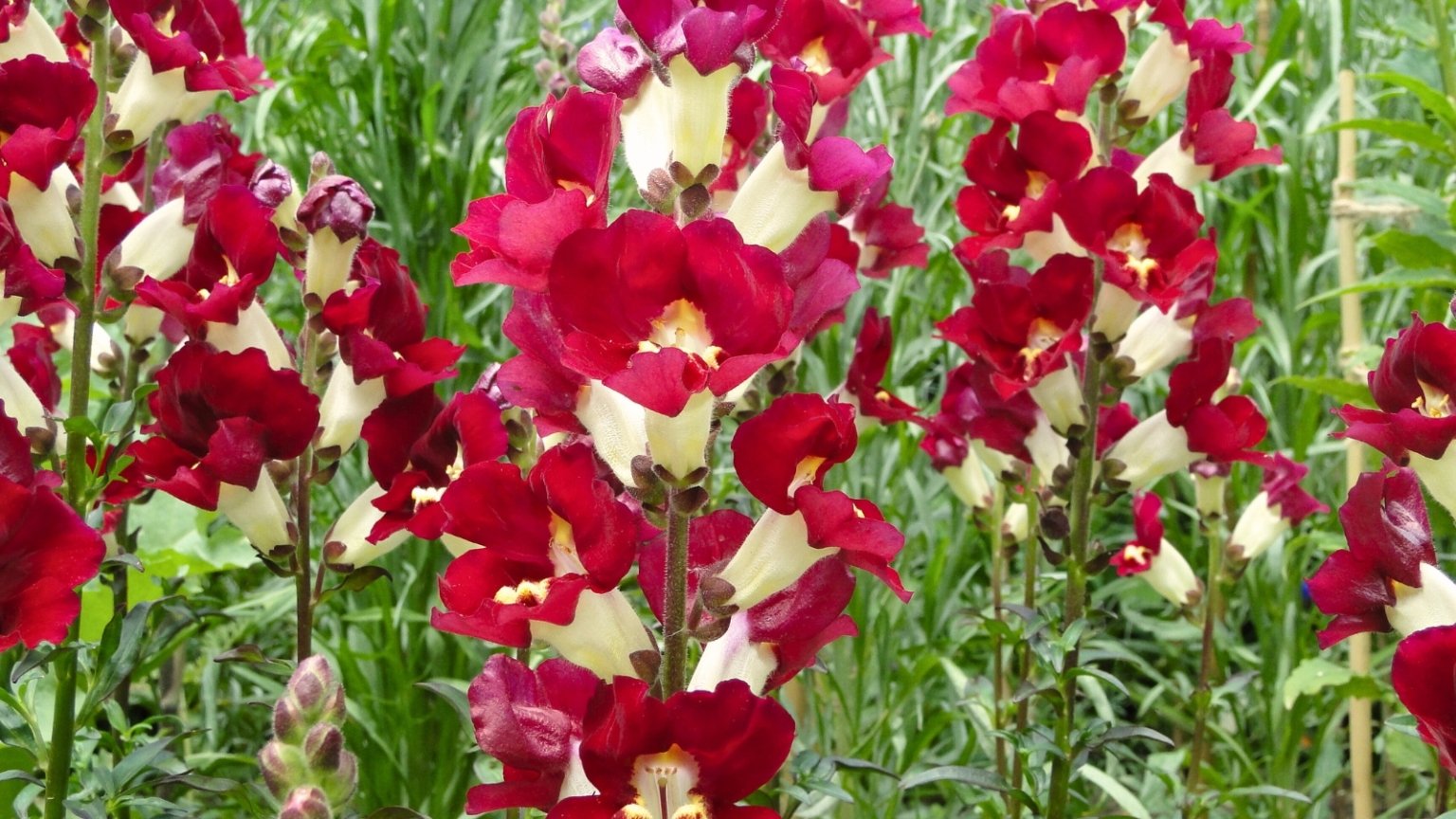 Days from Seed to Bloom For 15 Popular Garden Flowers: Planting Guide