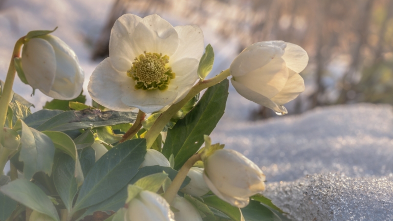7 Reasons Your Hellebore Plants are Not Blooming