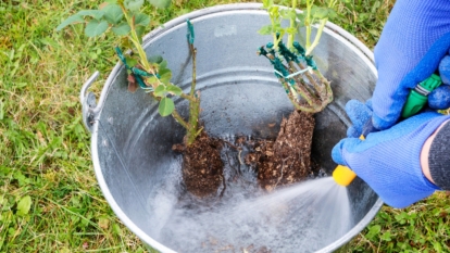 When and How to Soak Bare Root Roses