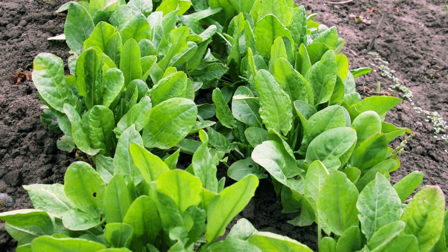 21 Vegetable Seeds to Plant in March